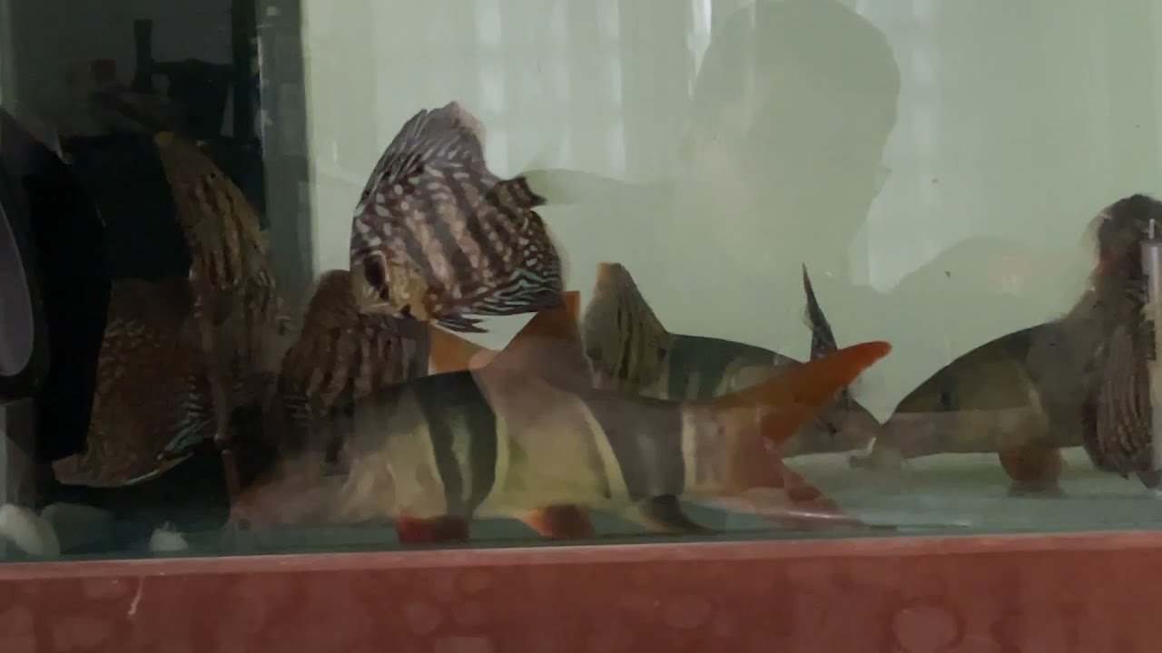 Giant clown loaches eating - YouTube