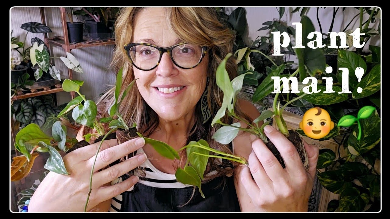 Unboxing 6 Baby Plants! Growing My Collection with New Plant Plugs ...
