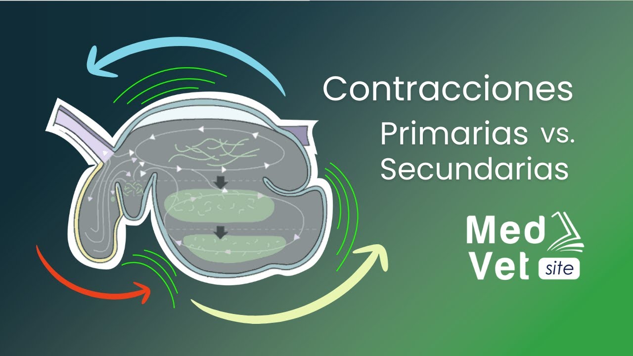 ️ Rumen movement - YouTube