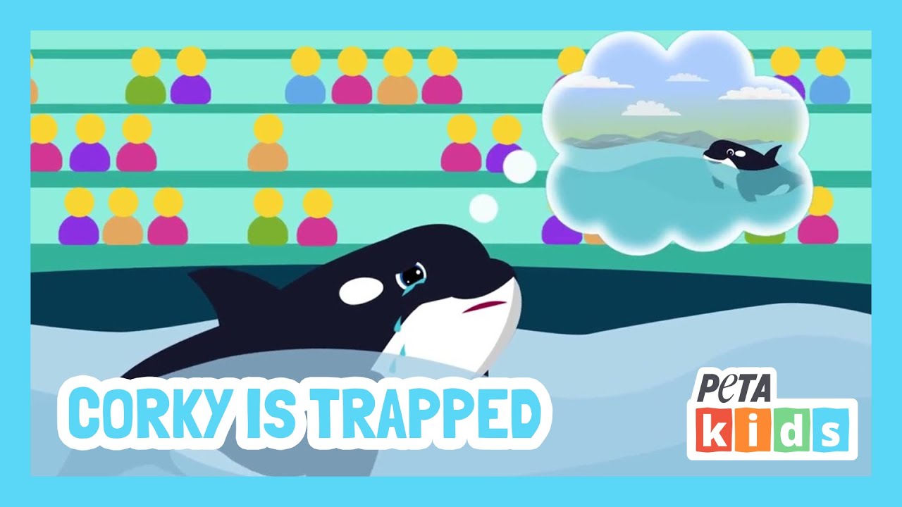 Corky The Orca is TRAPPED at SeaWorld | Kids Videos | Animal Videos ...