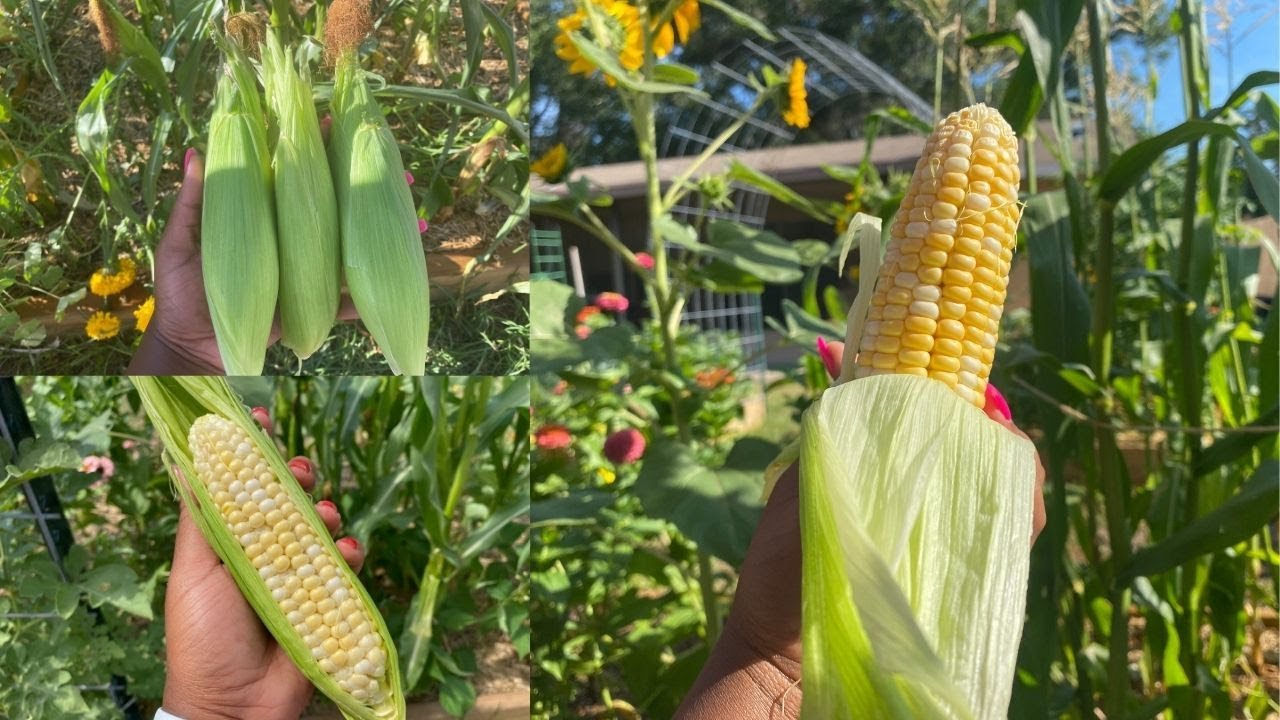 Harvesting my first corn/Signs to look out for to determine when corn ...