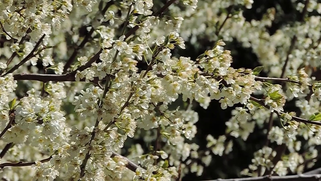 Awake by Sappheiros ( Guzheng / Chinese Ethno ) - YouTube