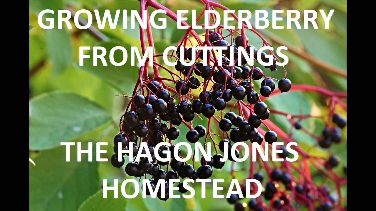 Growing Elderberry From Cuttings @ The Hagon Jones Homestead - YouTube