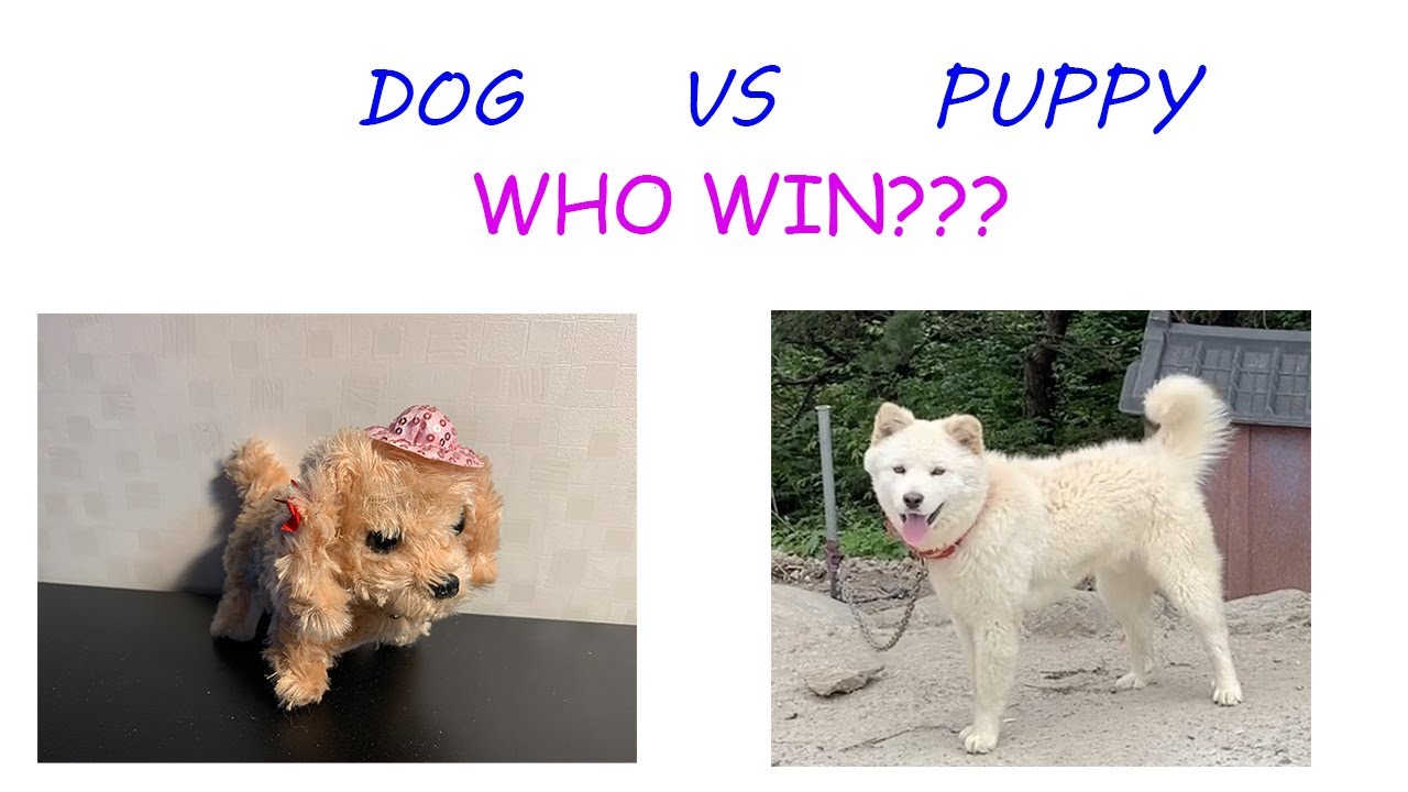 DOG VS PUPPY - YouTube