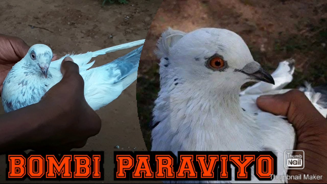 Bombi paraviyo ( sri lanka පරවි සමාජය ) - YouTube