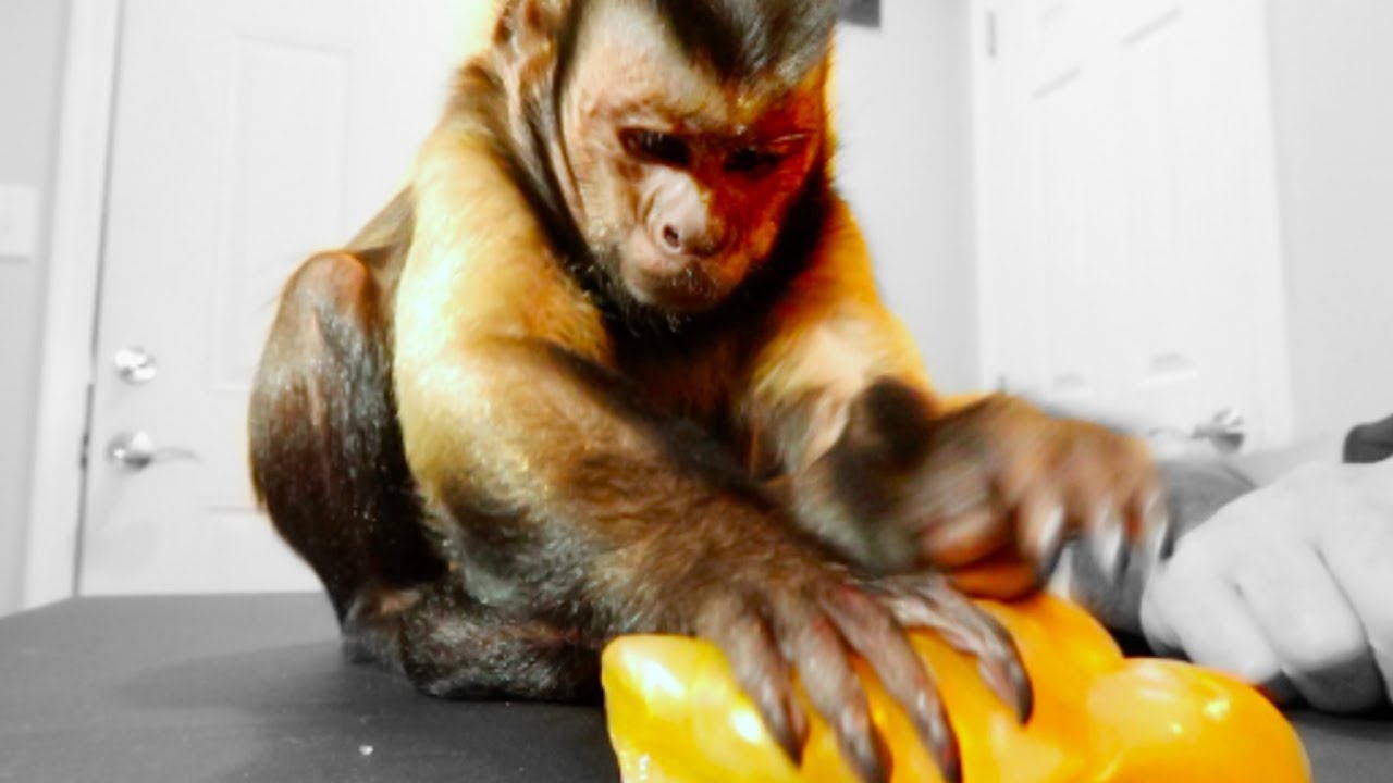 Monkey Planet Putty Fun! (Saturn) - YouTube