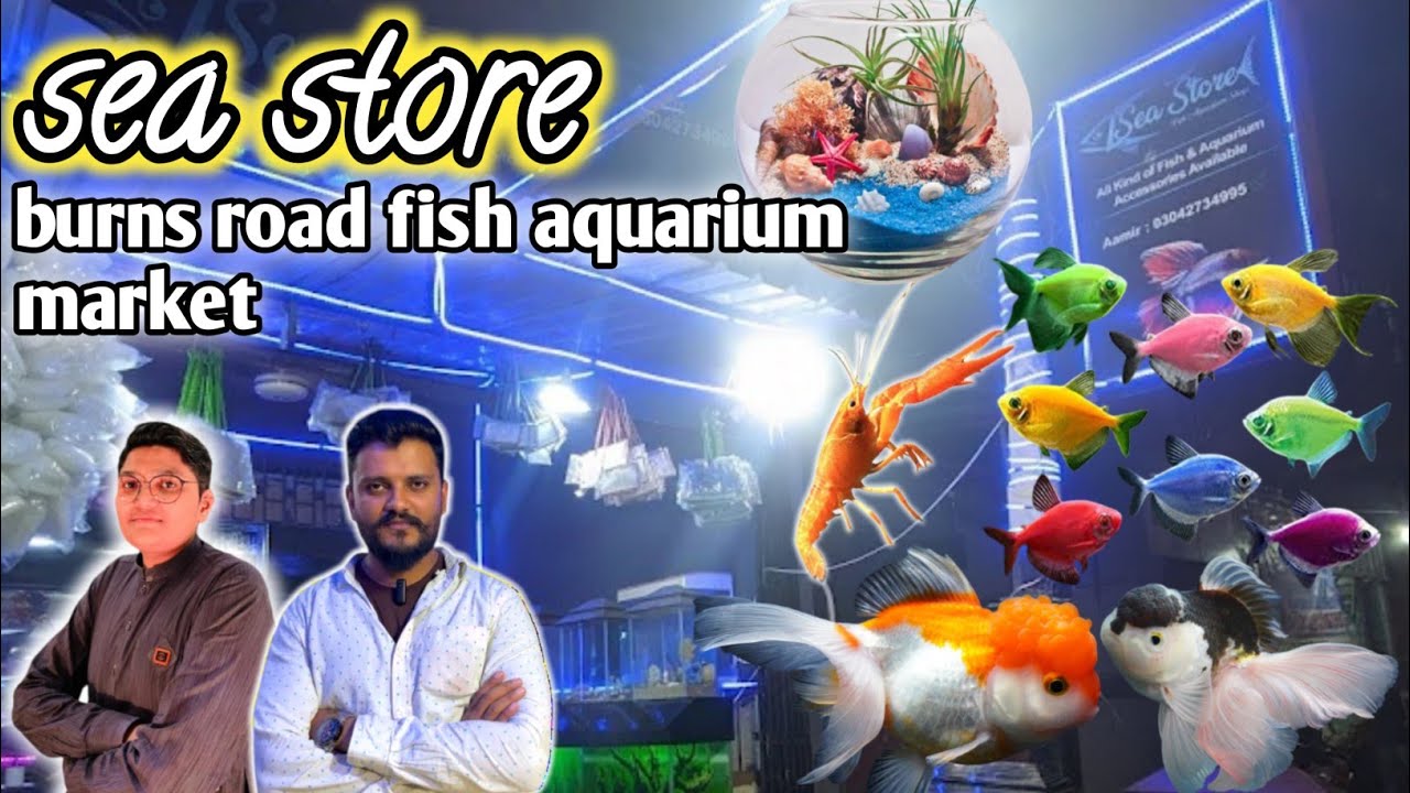 fish aquarium Burns road || sea store fish aquarium market Burns road ...