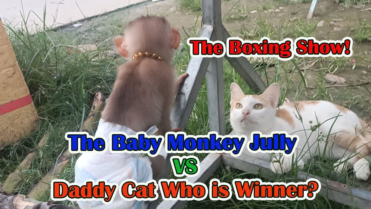 Wow...So Wonderful The Boxing Show, The Baby Monkey Jully VS Daddy Cat ...
