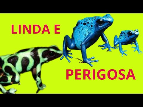 LINDA E PERIGOSA! RÃ FATAL, RÃ FLECHA BEM COLORIDA - YouTube