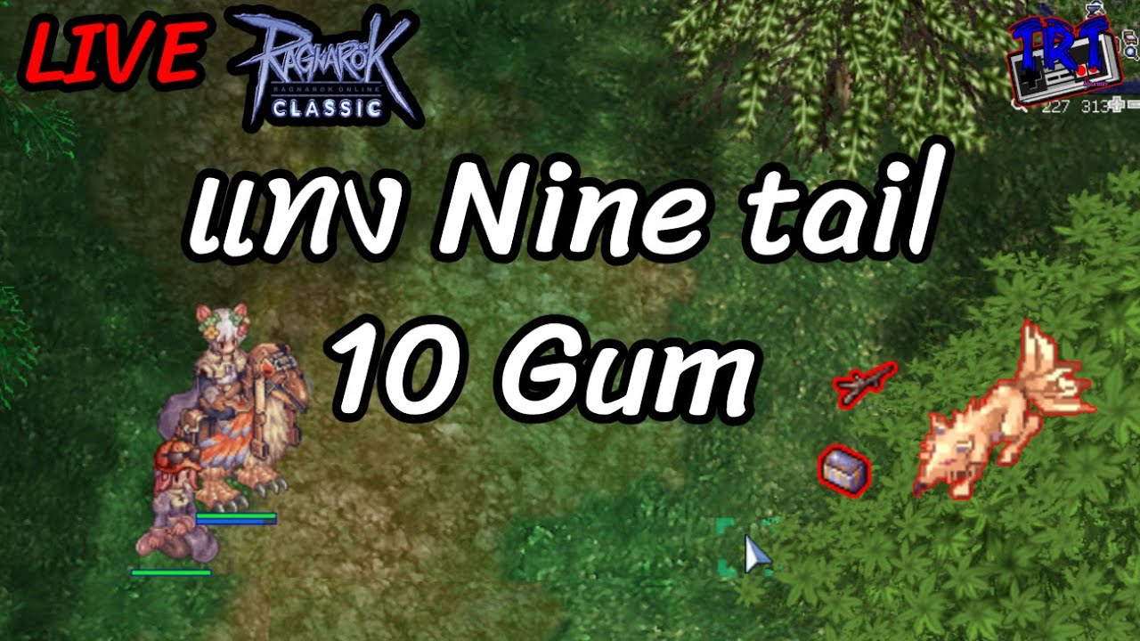 RO GGT Classic #Crusader แทง Nine tail 10 Gum - YouTube