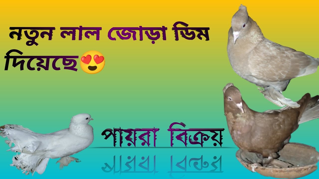 নতুন জোড়া ডিম দিয়েছে/(20/01/2024) pathar Pratima South 24 pgs# ...