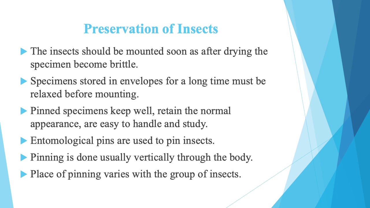 Spreading, mounting and preservation of Insects - YouTube