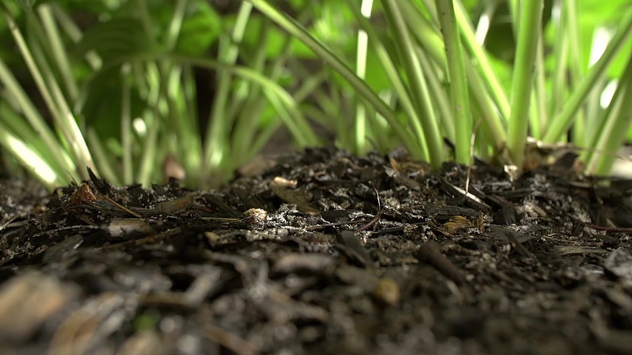 Garden Soil Grass Insects Time Lapse - Copyright Free Stock Footage ...