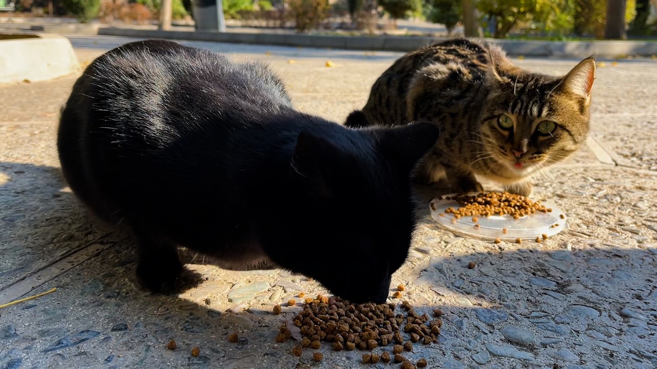 Furry Friends Having Lunch Together 😻🐈 - YouTube