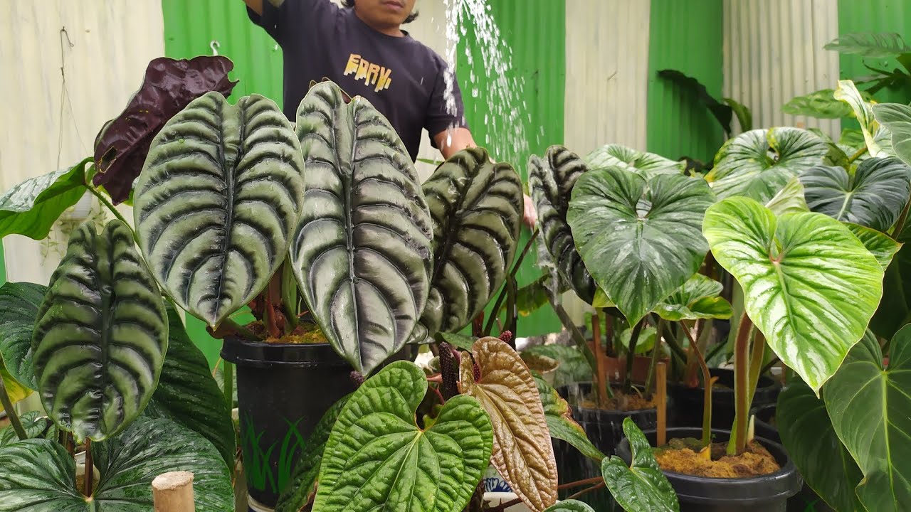 Rumah penuh dengan tanaman hias rimbun dan cantik | waktunya nyiram ...