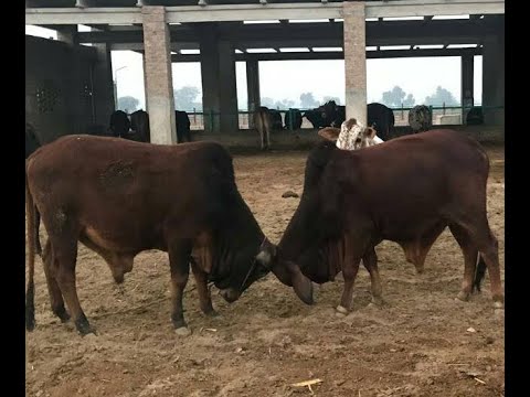 Lot # 2025020 at Gulzar Livestock Farm Contact +923047236042 - YouTube