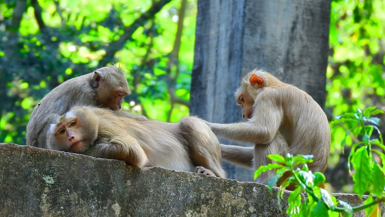Oh, Monkey Lila take care monkey Bonita - YouTube