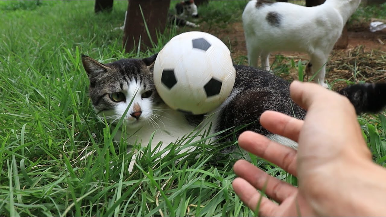 Test the cat's soccer skills - YouTube