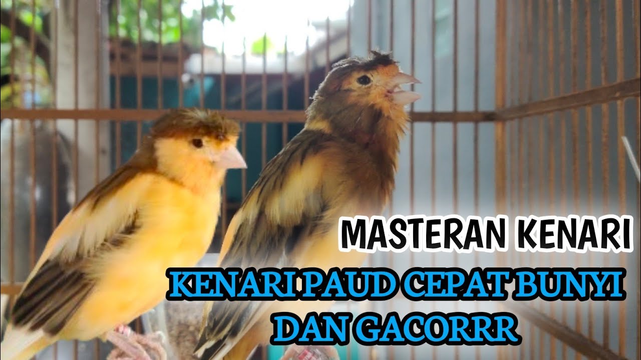 LIVE !!!! MASTERAN KENARI AGAR CEPAT GACORR - YouTube