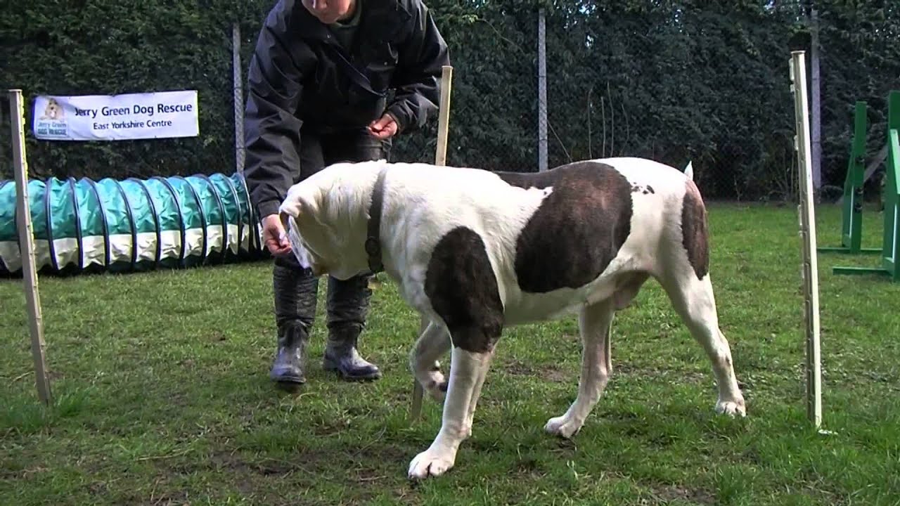 Merlin at Jerry Green Dog Rescue - East Yorkshire - YouTube