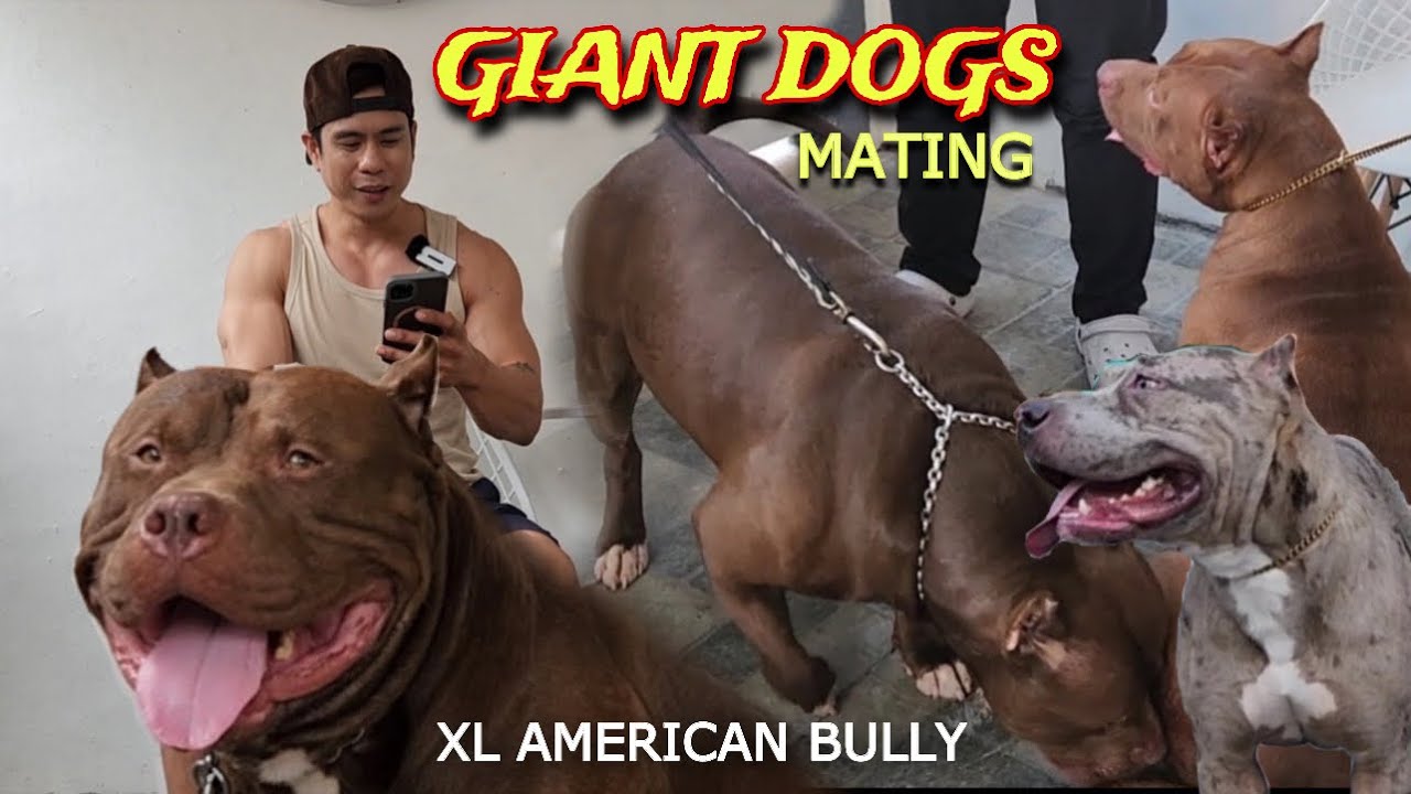 XL AMERICAN BULLY BREEDING with KRONOS & KINGZILLA • KANINO IPAPARES ...