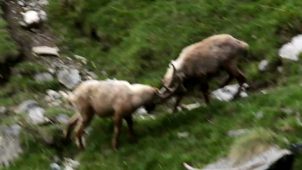 Alpine ibex fighting - YouTube