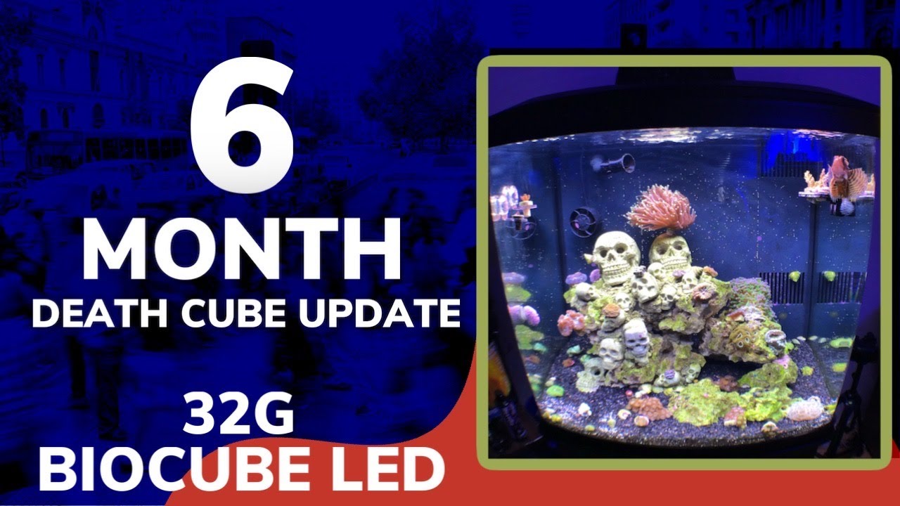 *BioCube 32G* AKA Death Cube | 6 Month Update - YouTube