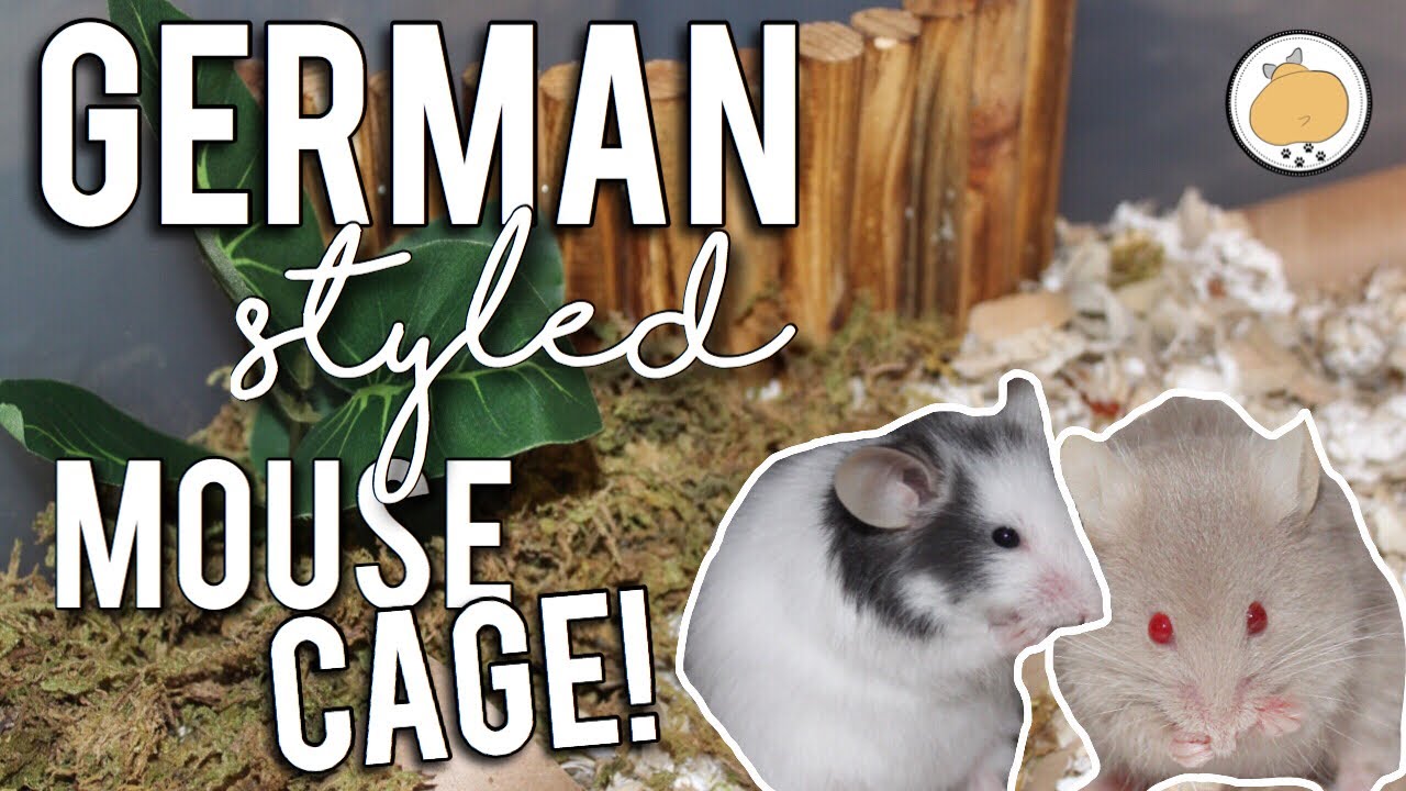 GERMAN Style Mouse CAGE TOUR! 🍃 | Pet Mice & Cages - YouTube