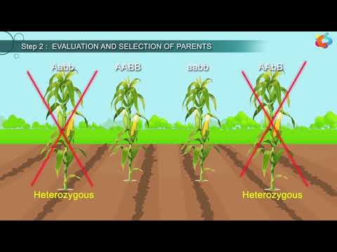 An Introduction To Plant Breeding
