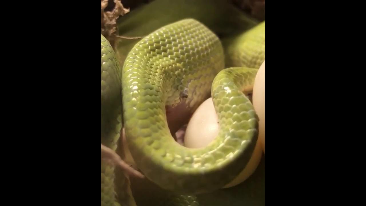 GreenTree Python Laying an Egg - YouTube
