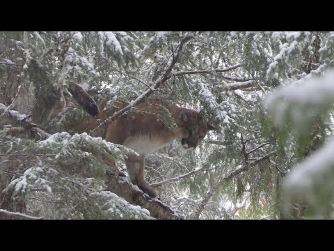 Catch and Release Mountain Lion Hunting