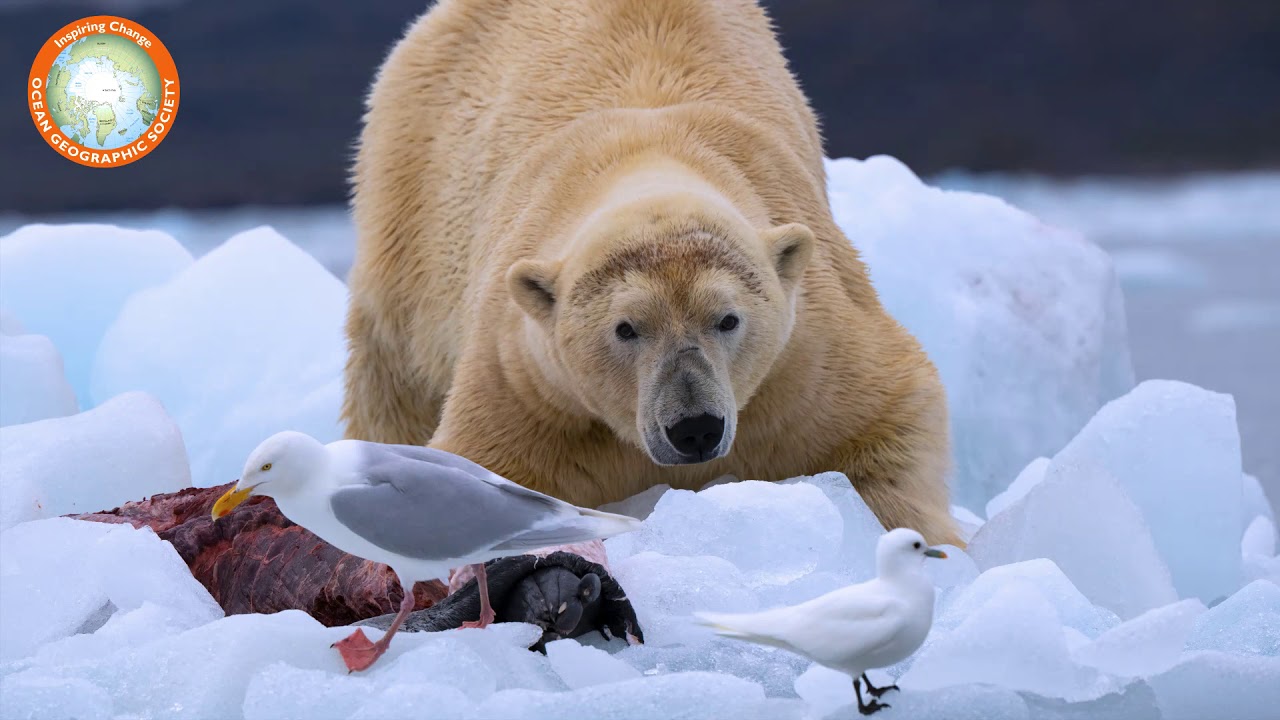 Svalbard - Living the Dream. - YouTube