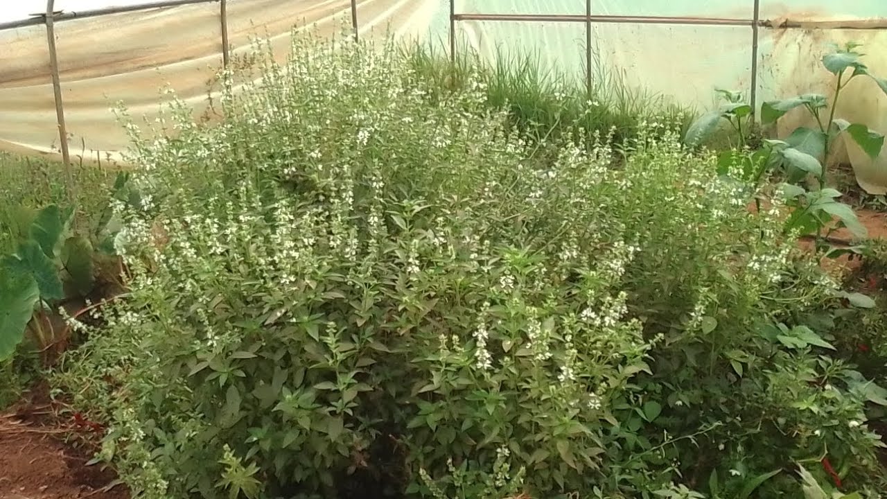 5 tips to grow big bushy Basil plant - YouTube