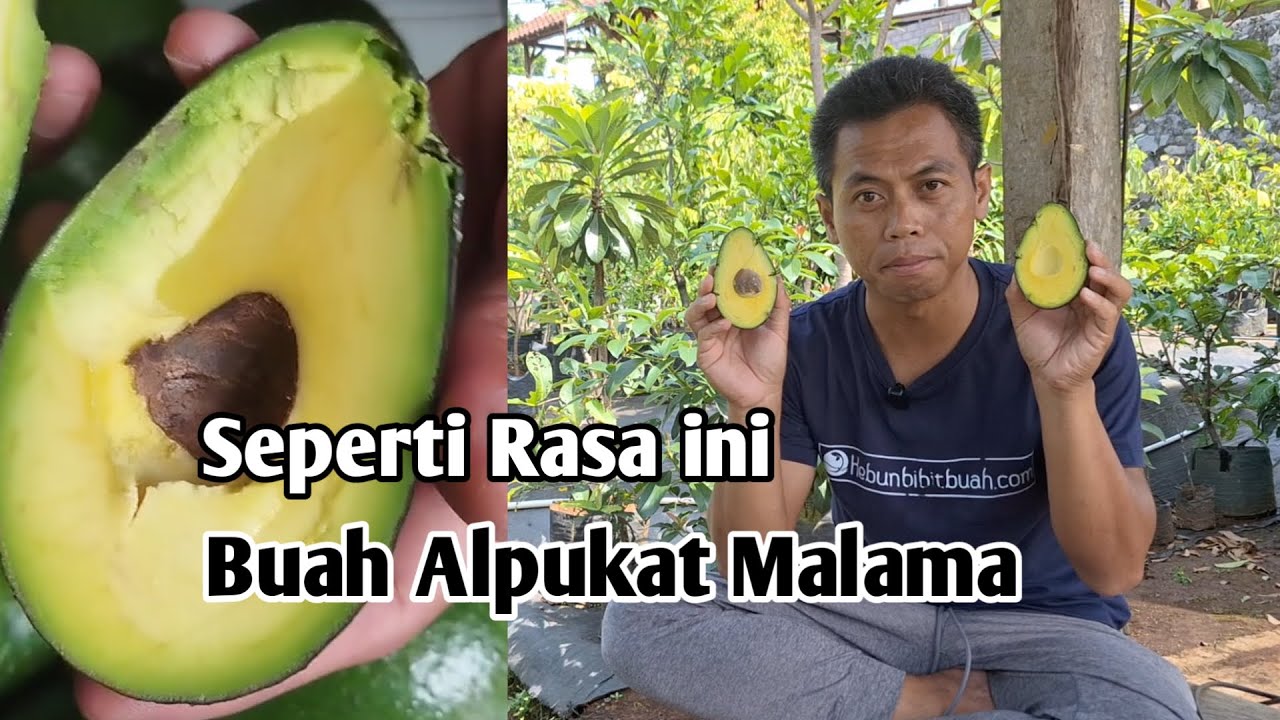 Rasa buah alpukat malama asal dari hawai Amerika harga mahal - YouTube