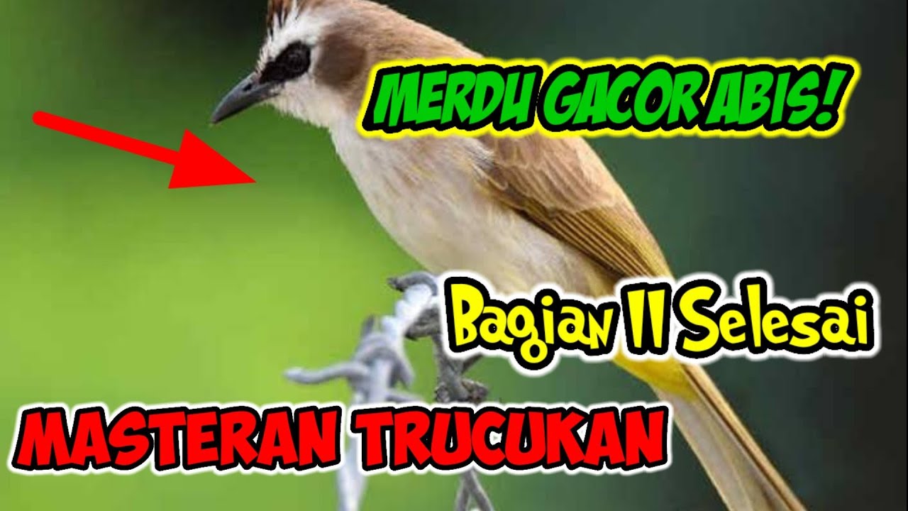 GACOR SANG JUARA MASTERAN TRUCUKAN JAWA tembakan rope full isian merdu ...