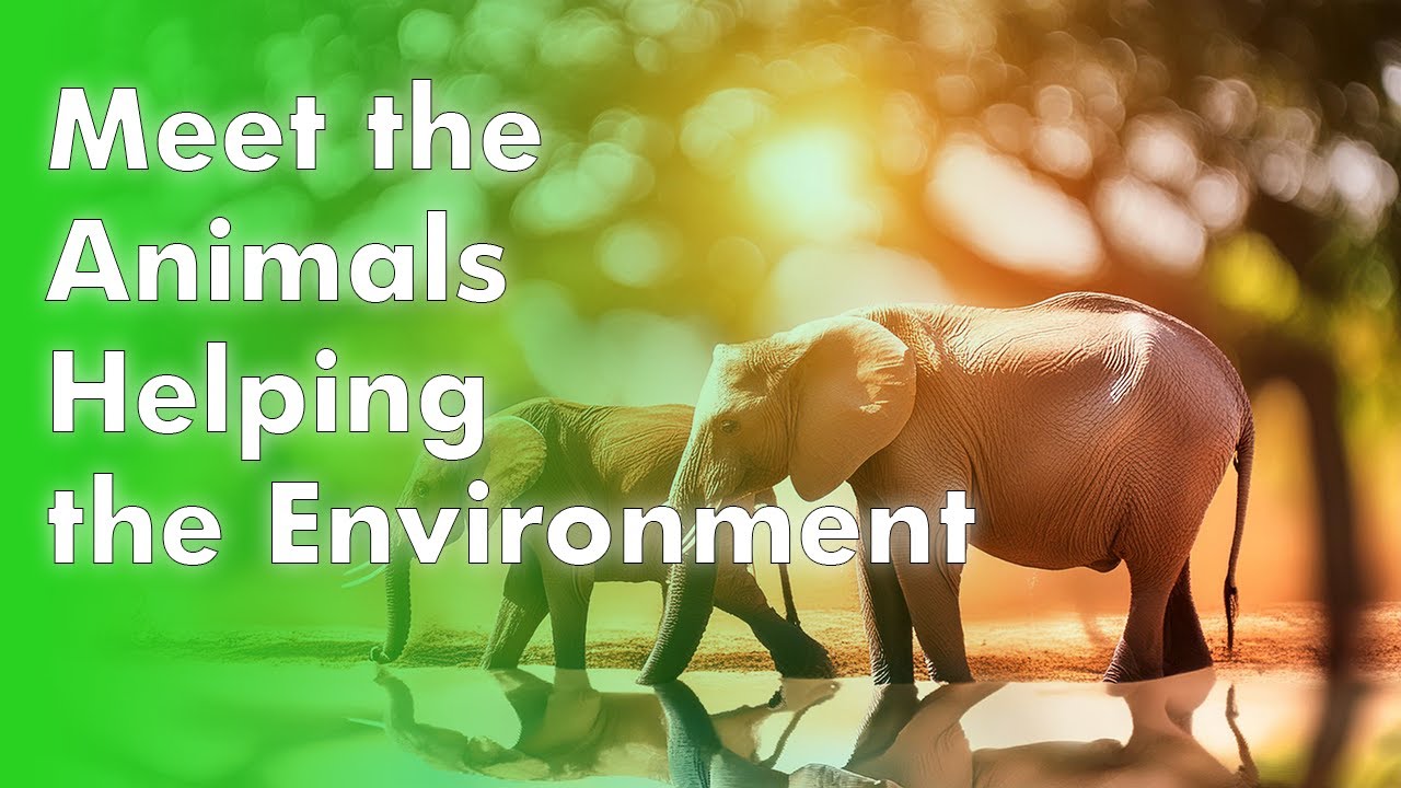 Meet the Animals Helping the Environment - YouTube
