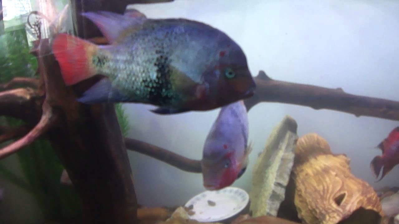 Vieja maculicauda - YouTube