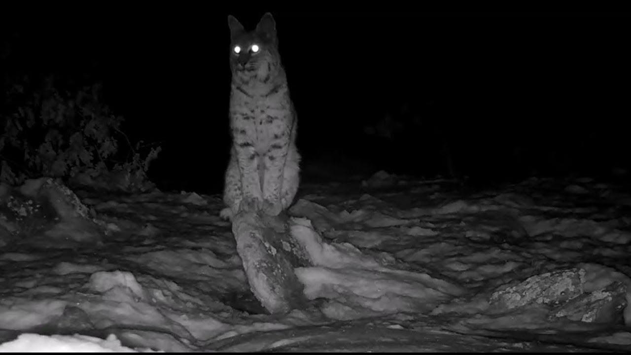 Lynx Eyes At Night