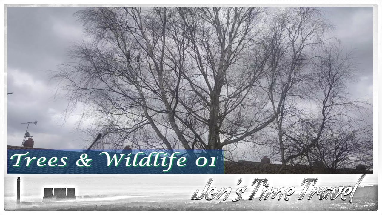 Jon's Time Travel Trees & Wildlife 01 - YouTube