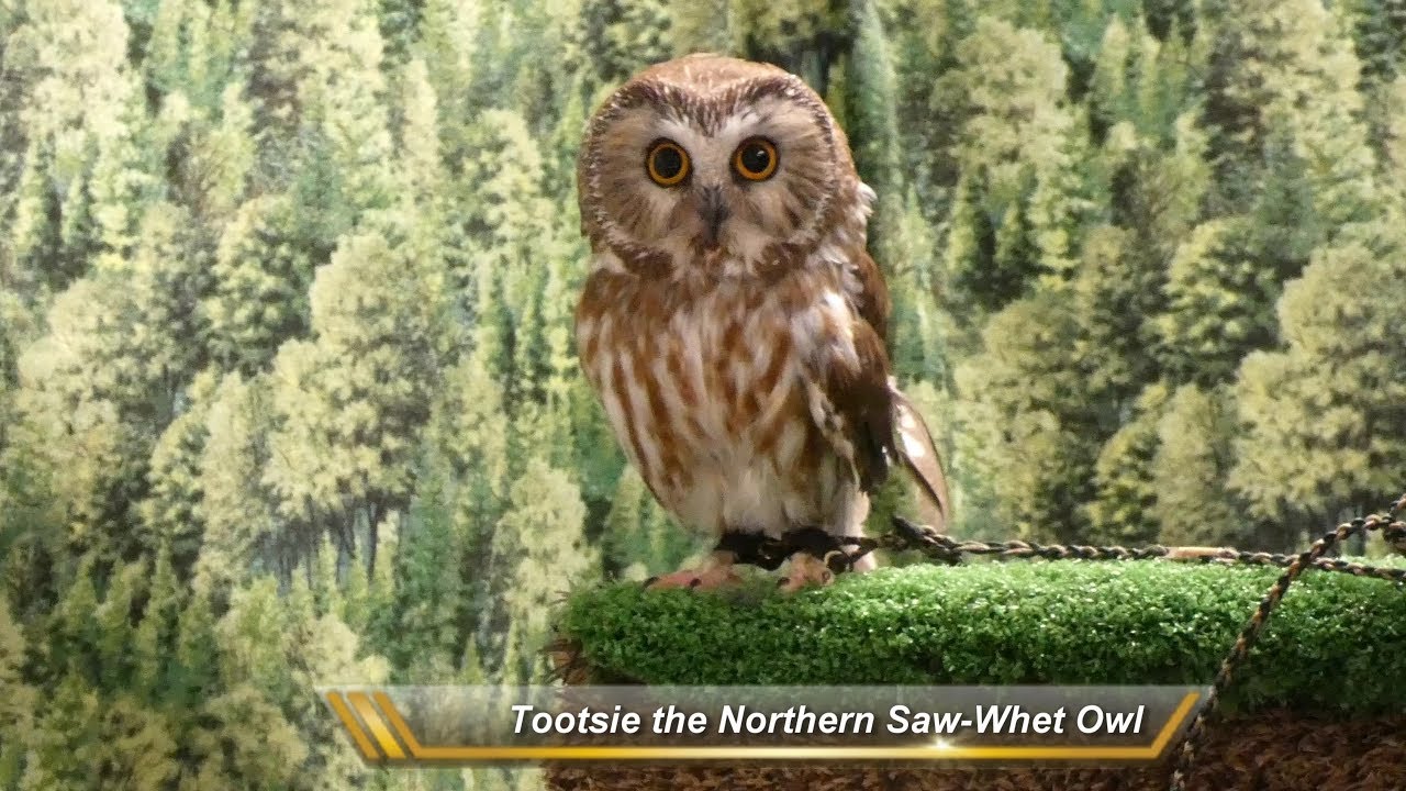 Cute Owl Video for Kids (Pygmy & Saw-Whet Owls) (HD) - YouTube