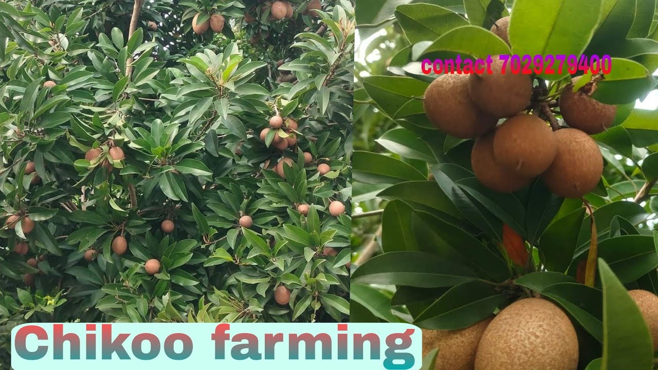 Chikoo farming | 3 Lakh Per Acre Income | Sapota farming | Chiku ki ...
