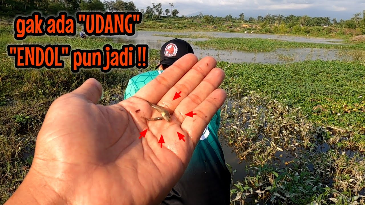 GAK ADA UDANG ENDOL PUN JADI ‼️ mancing ikan red devil NAHOL MANIA ...
