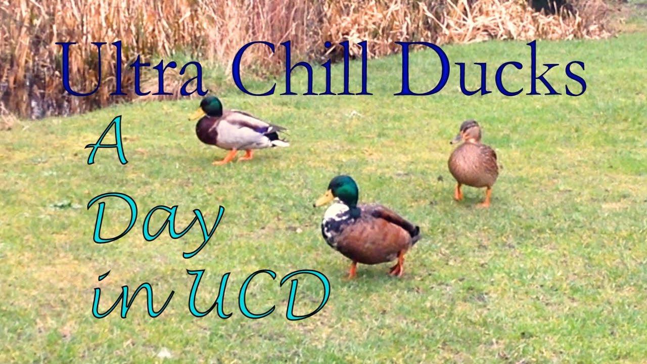 Ultra Chill Ducks - YouTube