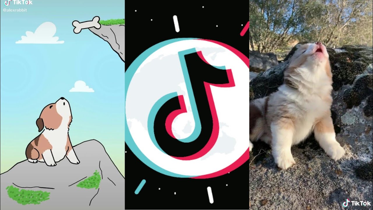 Alex rabbit | Cute doggo from TikTok @alexrabbit - YouTube