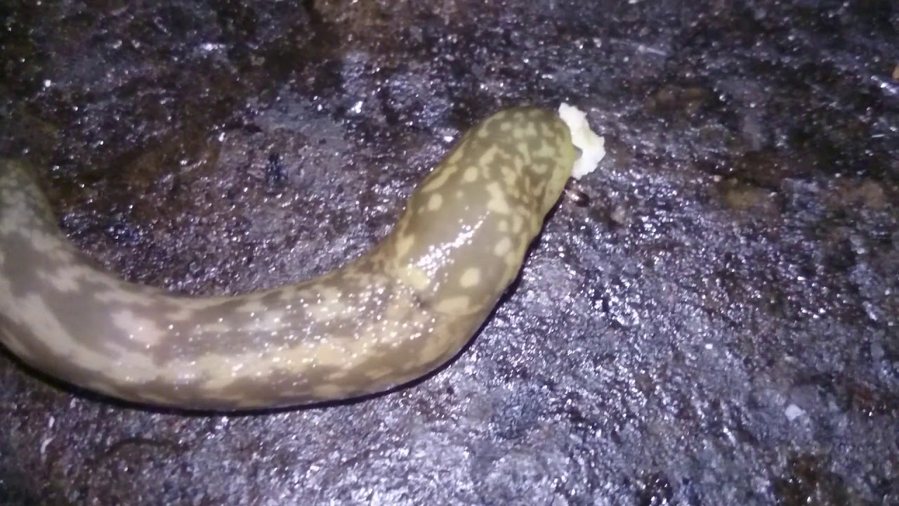 Larva Funny Larva Official larva Full Movie larva Cartoon larva Song larva-funny-larva-official-larva-full-movie-larva-cartoon-larva-song