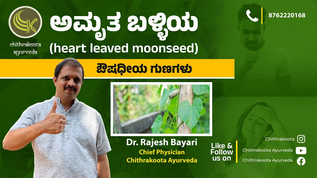 ಅಮೃತ ಬಳ್ಳಿಯ ಔಷಧೀಯ ಗುಣಗಳು I Chithrakoota Ayurveda I Dr. Rajesh bayari ...