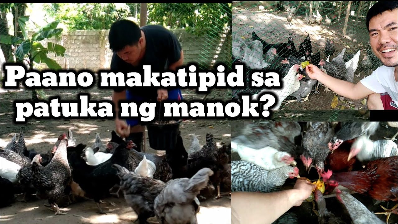 PAANO MAKATIPID SA PATUKA NG MANOK? - YouTube