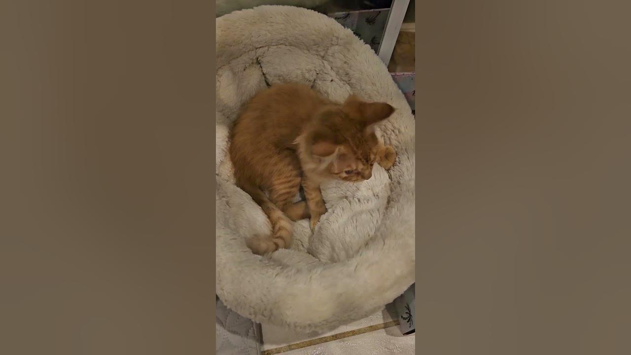 Funny & Feisty Feline Moment ! - YouTube