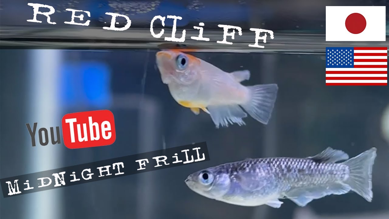 【MEDAKA】My 1st Cross Midnight Frill Lame X Red Cliff Kouhaku アメリカでレッド ...