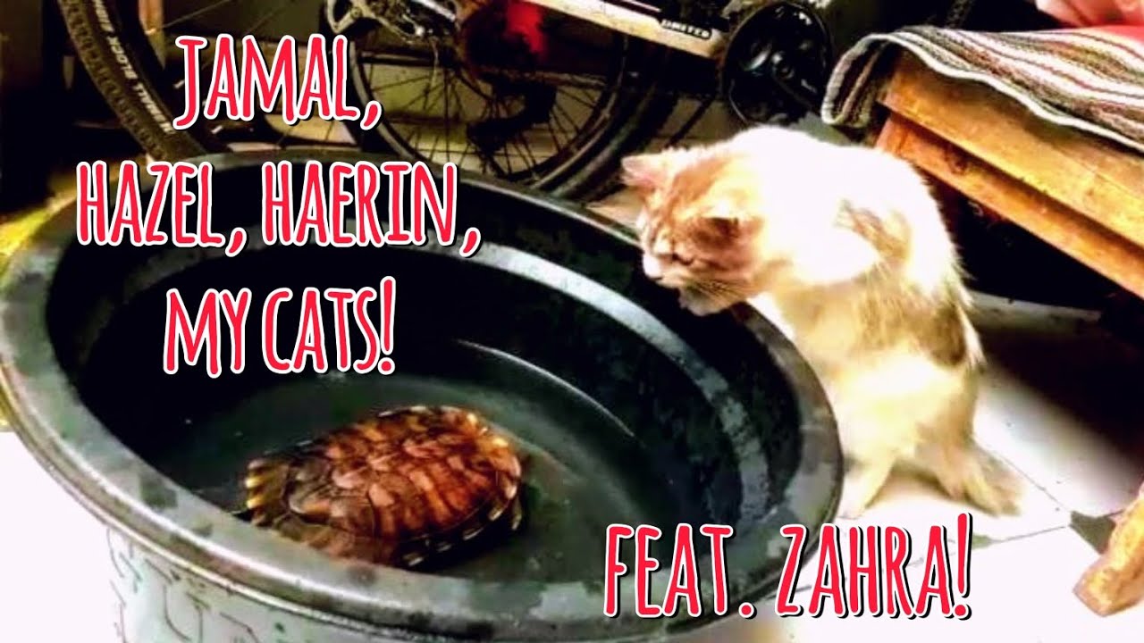 my turtle jamal & my cats, feat. zahra - YouTube